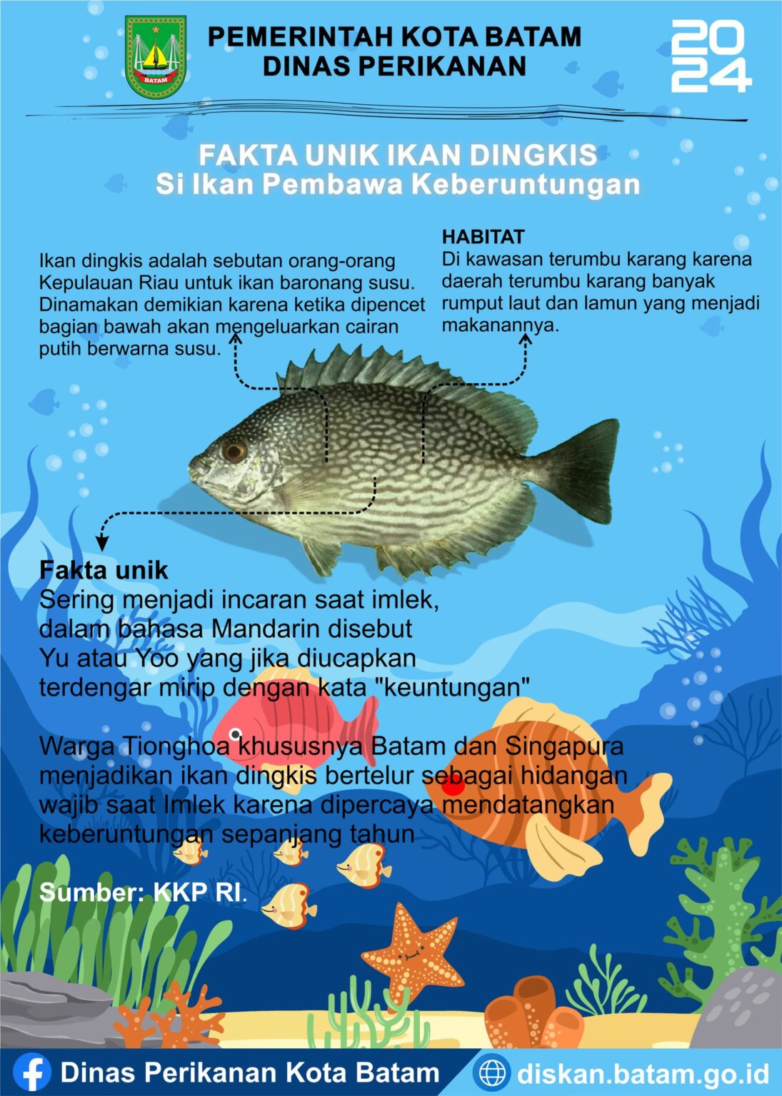 FAKTA UNIK IKAN DINGKIS/BARONANG – Si Ikan Pembawa Keberuntungan ...